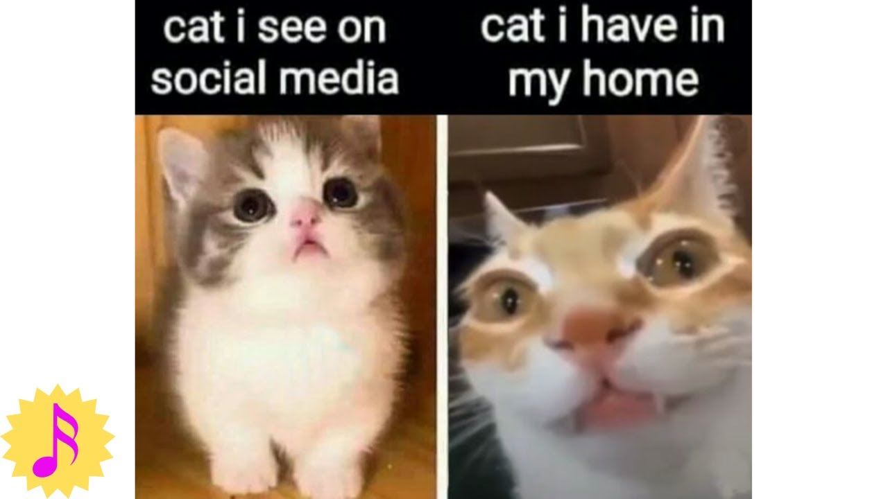 Cat Memes Sung as an Opera - YouTube