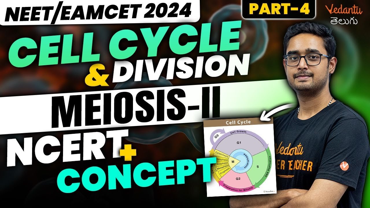 Cell Cycle & Cell Division | Meiosis - 2 | NCERT Biology | NEET 2024 | EAMCET 2024 | Ajay sir ...