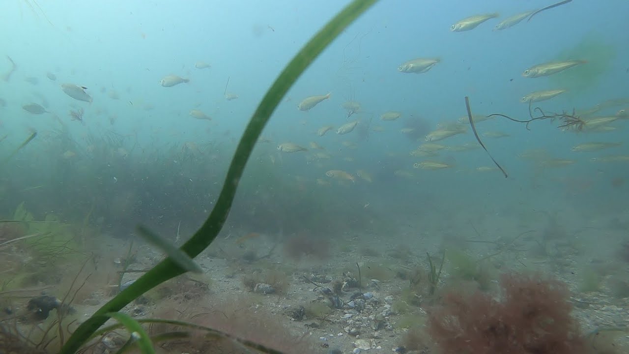 2023-05-30 - Pollock at Nantucket Jetties - YouTube