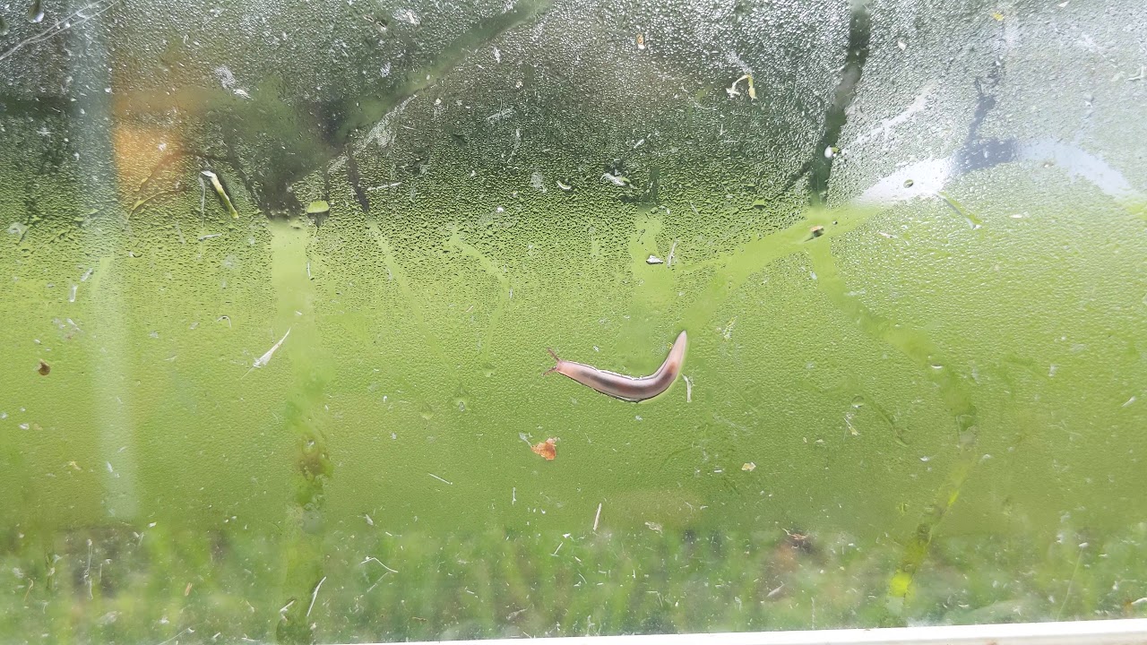 Random: Slugs on my office window - YouTube