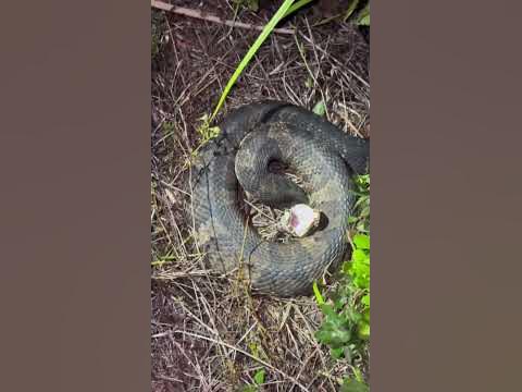 Looking for pythons in the Florida Everglades #viral#youtube# ...