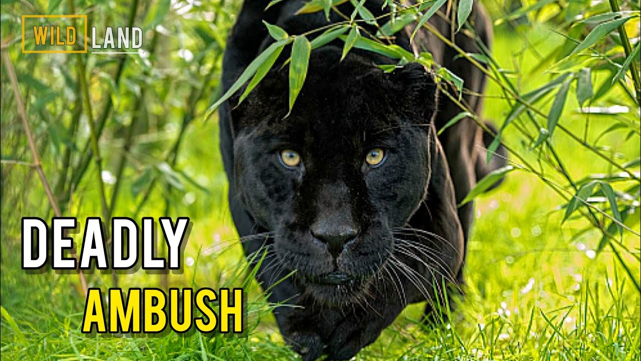 Black Leopard Hunting in the Jungle – Deadly Ambush! - YouTube