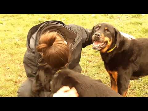 Dogs Trust West Calder - Chester and Oscar - YouTube