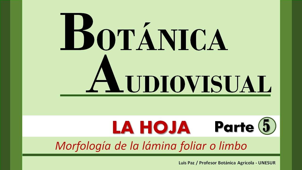 BOTÁNICA AUDIOVISUAL // La Hoja Parte 5 - Morfología de la lámina ...