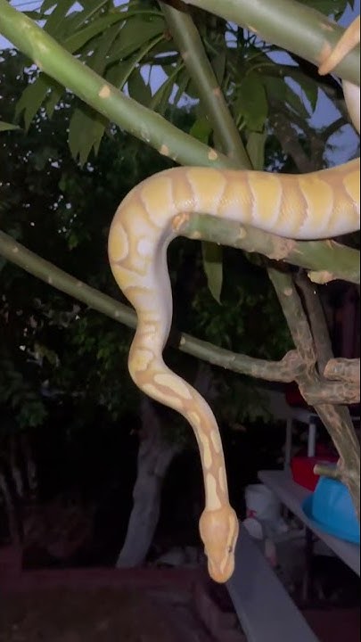 Semi arboreal ball python - YouTube