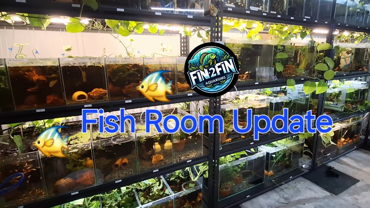 Fish Room Update, Time to sort out the mess and get things back on ...