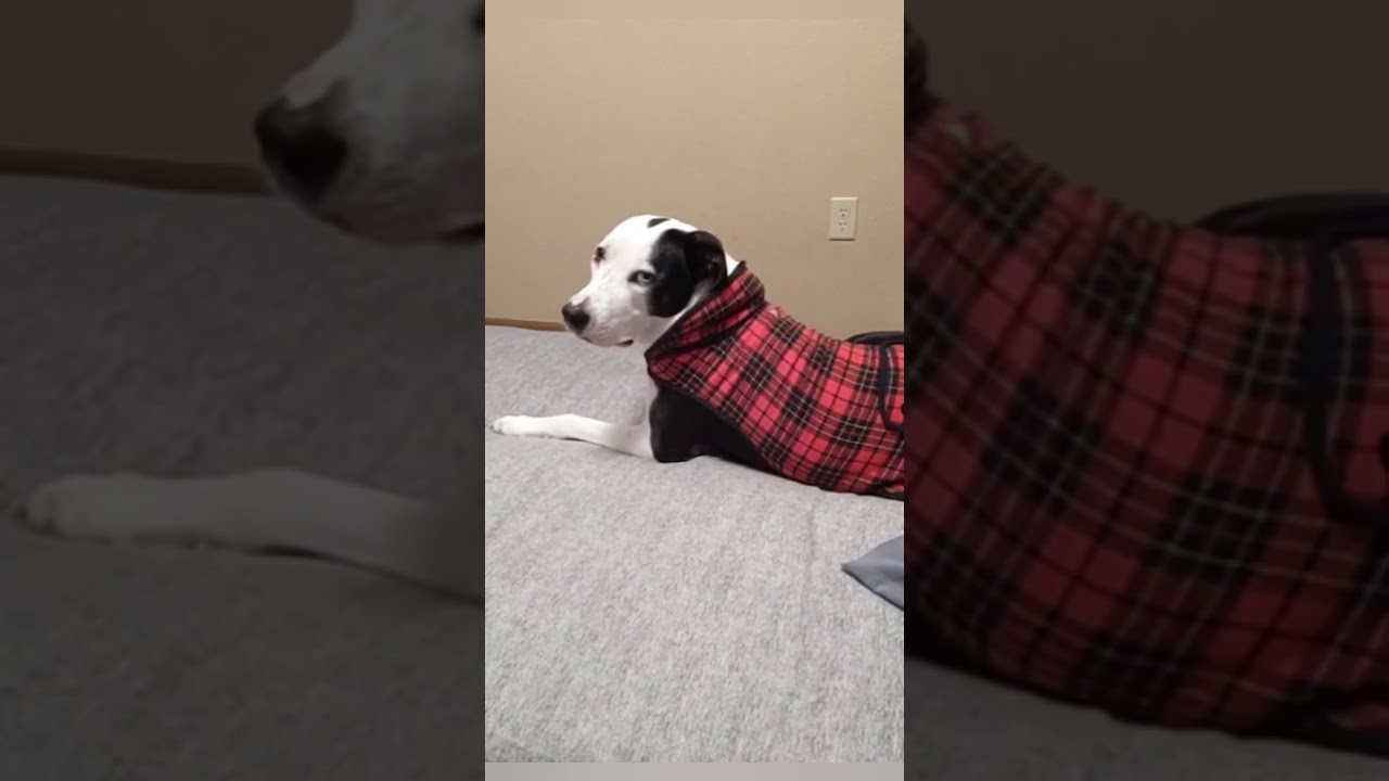 Who rescued who? - YouTube