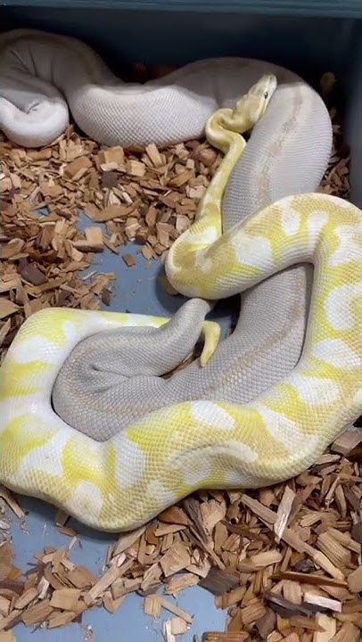 Snake Breeding!! Ball pythons doing the nasty 😂 - YouTube