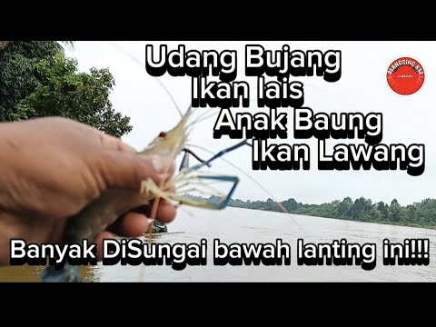 Udang bujang,ikan lais,anak baung,ikan lawang, banyak disungai bawah ...