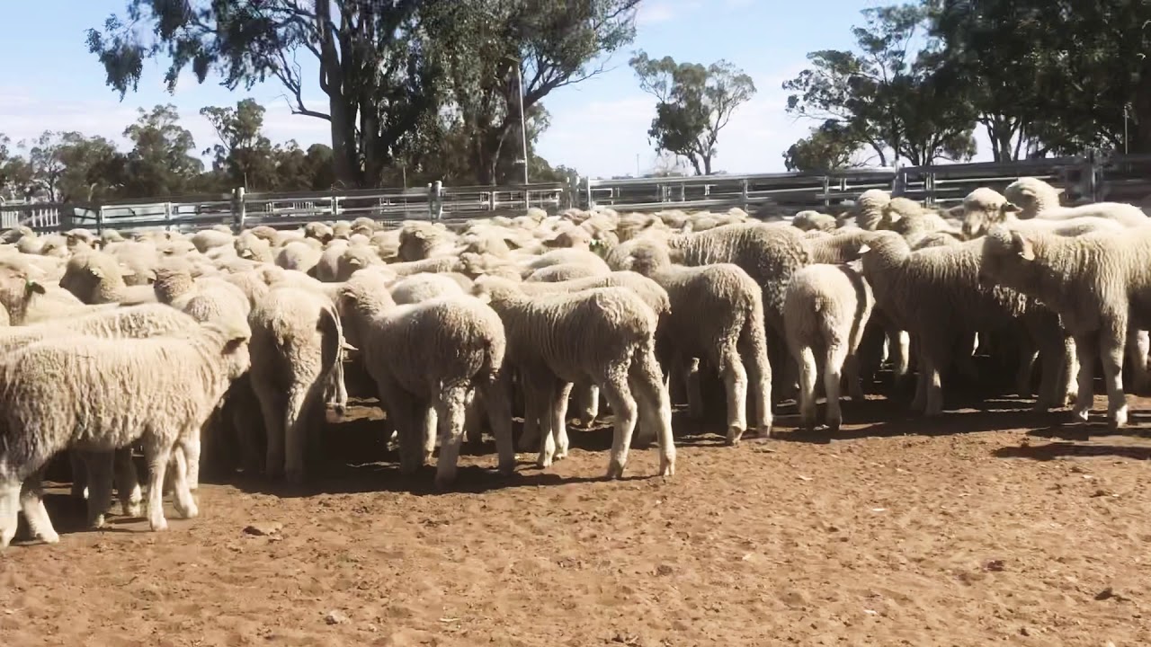 840 merino wethers - YouTube