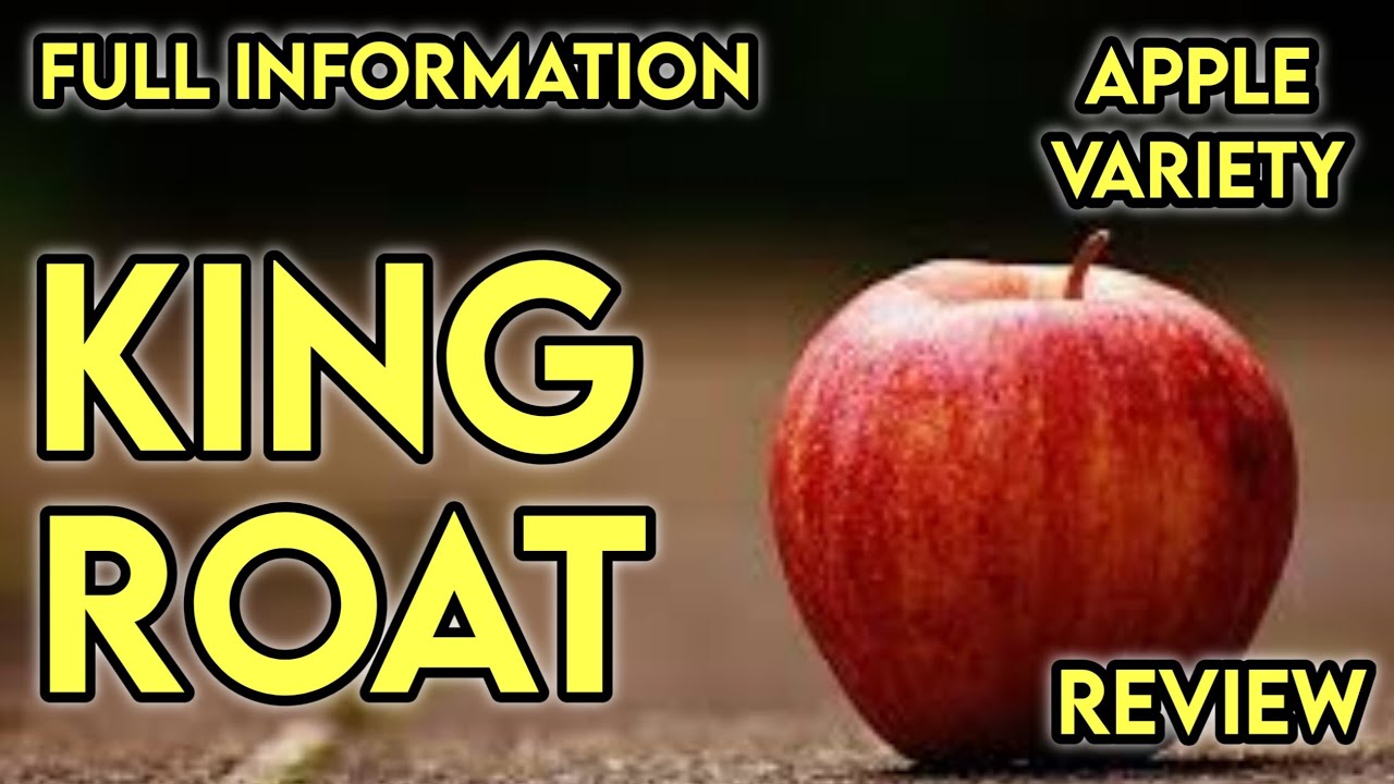 King Roat Apple Variety(Review)||MSC Apple Orchards||Exclusive Update ...