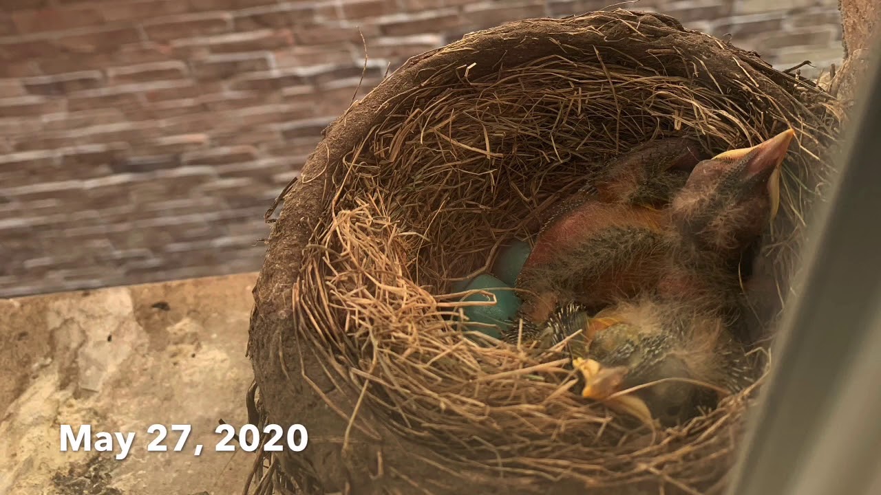 Robins Hatched outside my Window - YouTube