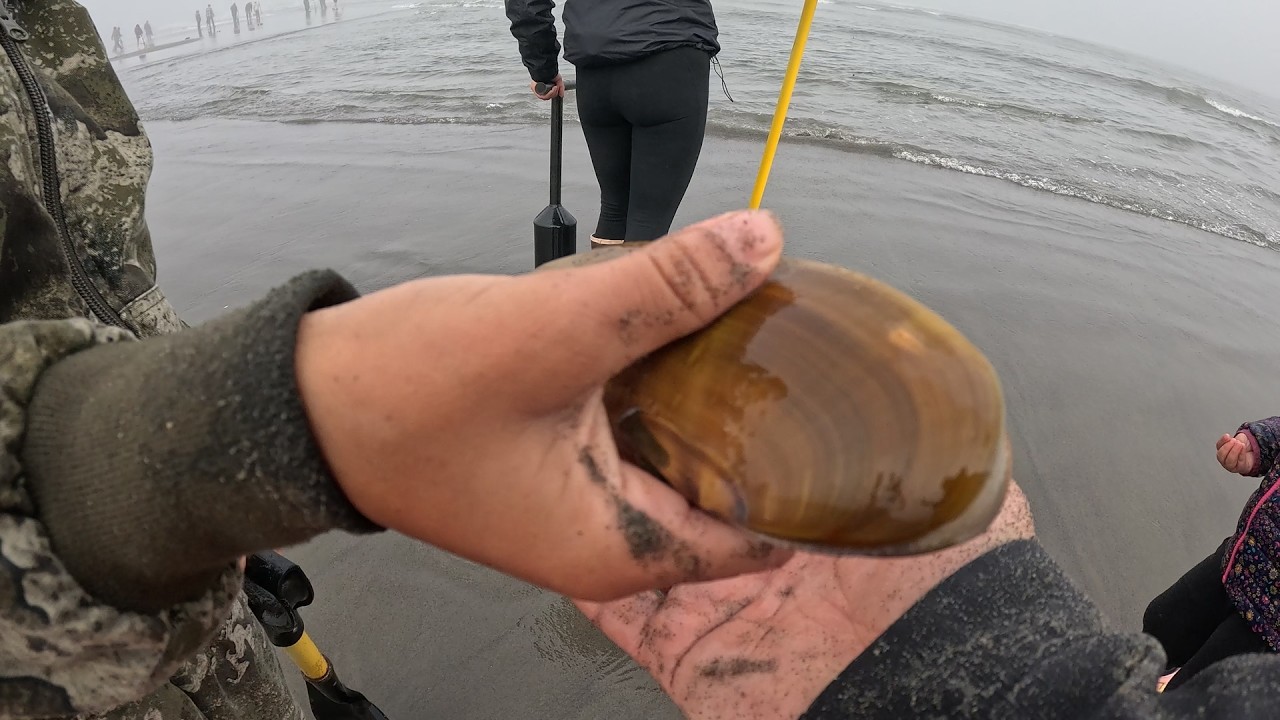 Oregon Coast Razor Clamming. With kids! - YouTube