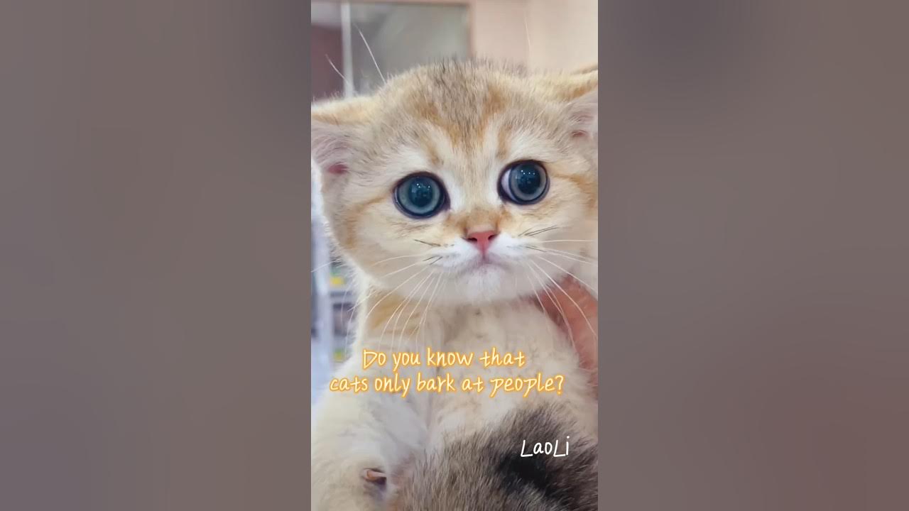 Meow meow is the language that cats manipulate human beings. - YouTube