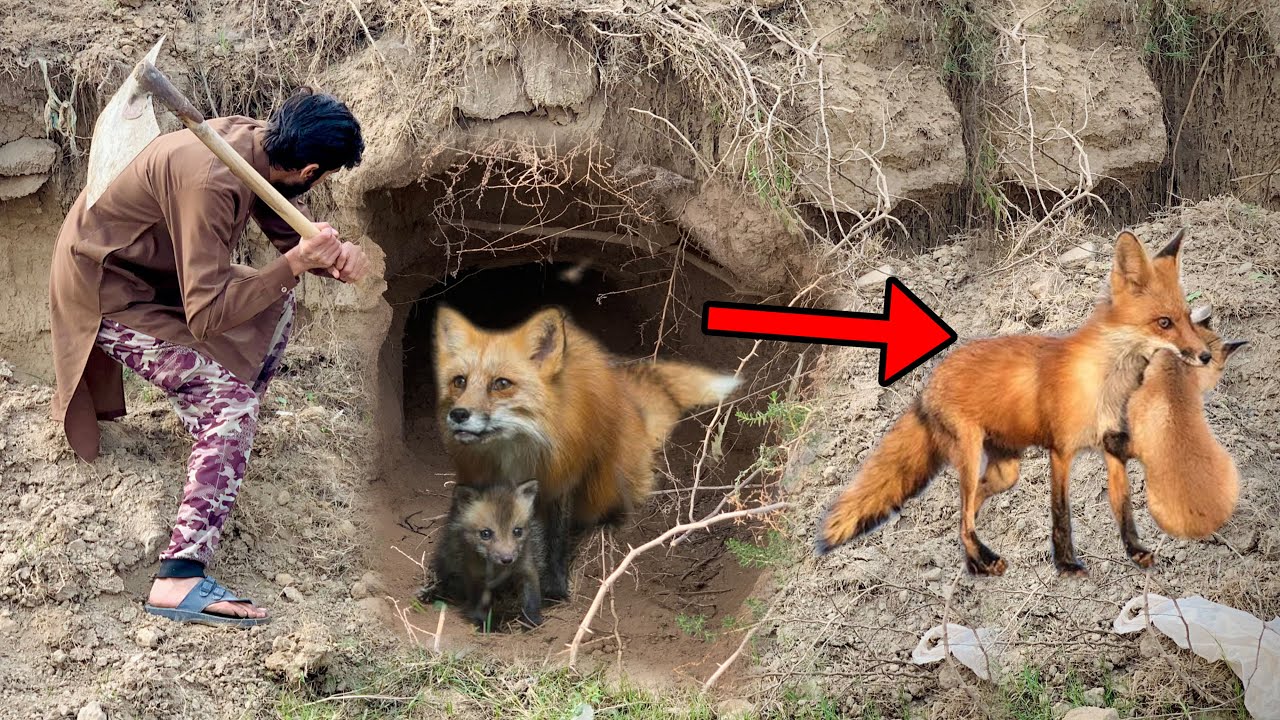 Jungli Fox k Ghr sy Jungli Janwar mil gya || Fox attacks - YouTube