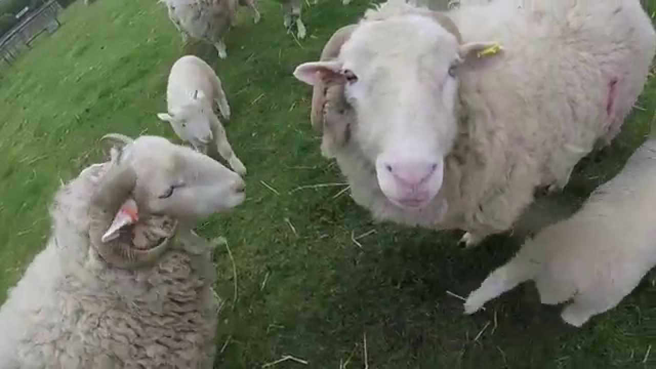 Fluffy Sheep at Odds Farm Park - YouTube