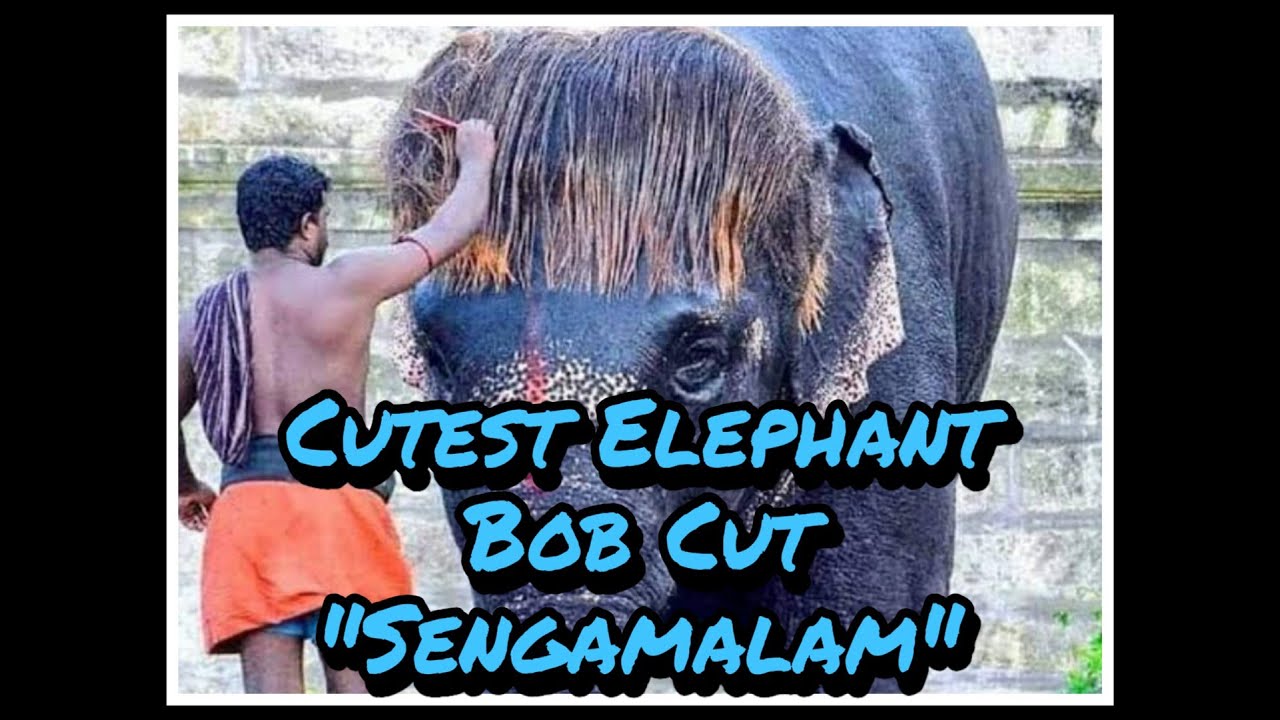 Sengamalam | Bob Cut hairstyle | Elephant | Tamilnadu | Rajagopalaswami ...