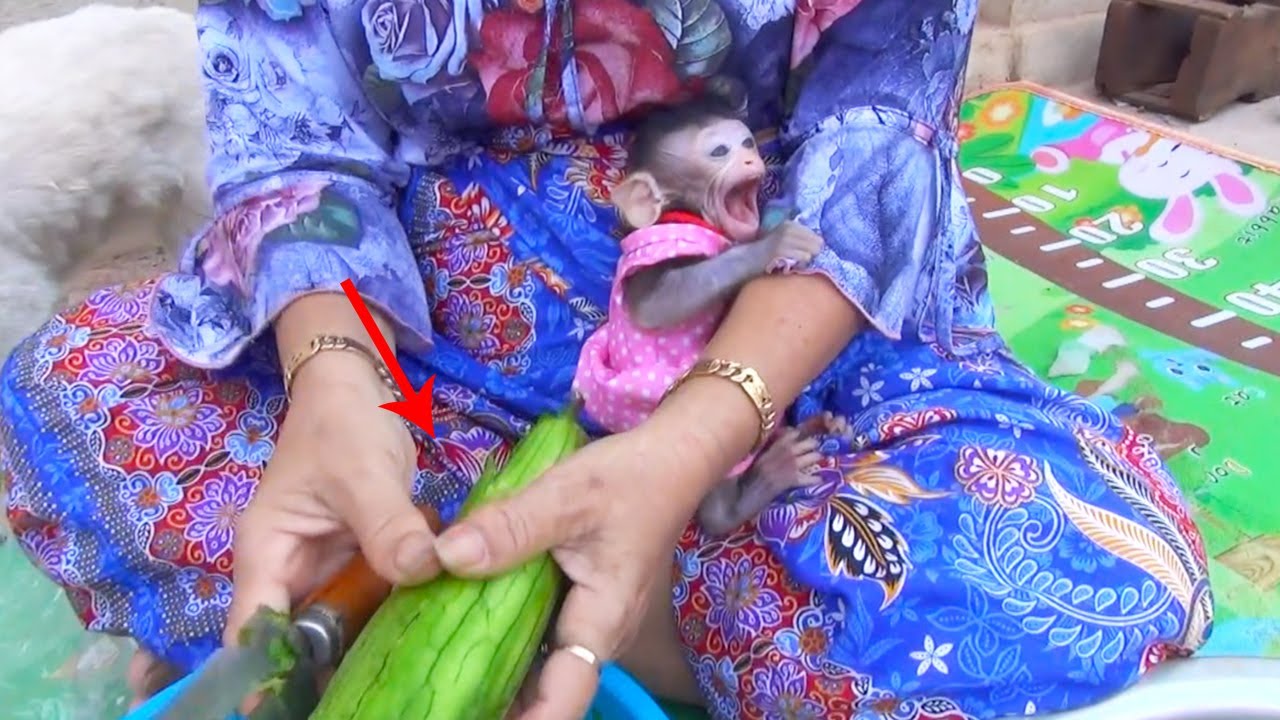 Monkey Baby Nita Help MaMa Do Cooking Cute Baby Nita - YouTube