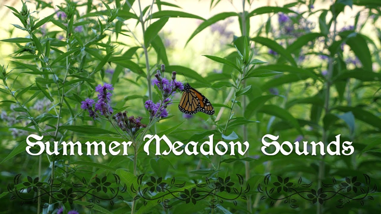 Summer Meadow // Relaxing Nature // Sound Effects - YouTube