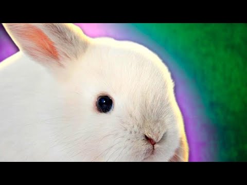 Rabbit of Destiny FULL GAME - YouTube