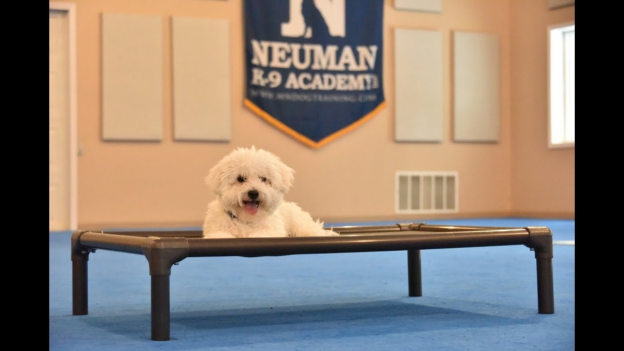 Stanley (Bichon Frise) Puppy Camp Dog Training Video Demonstration ...