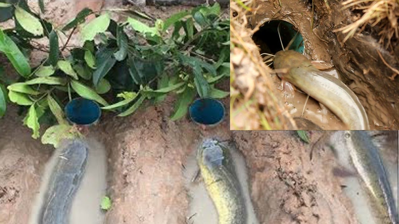 Eazy 3 Deep Holes Fishing Trap By Using Water Plastic Pipe - YouTube