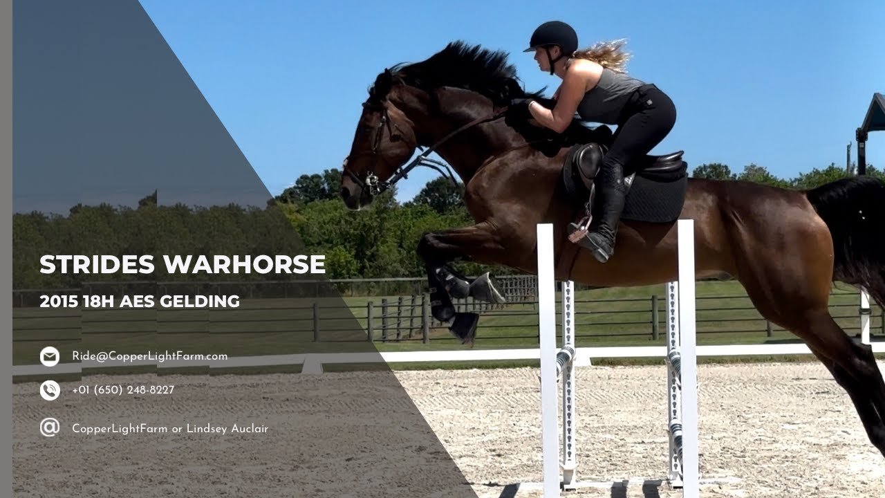 Strides Warhorse | Grid Work - YouTube