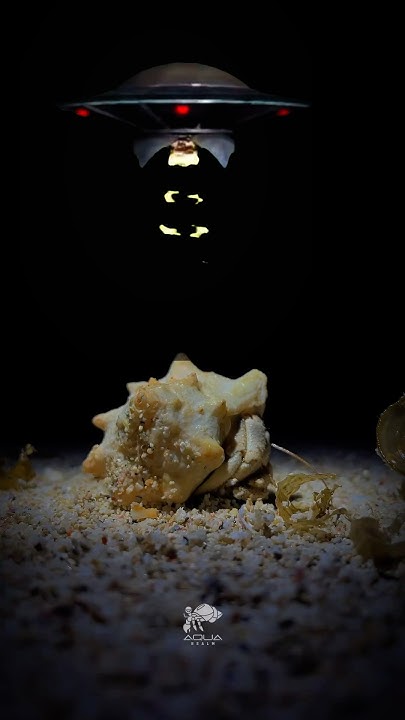 First Alien Contact: A Hermit Crab from Outer Space! - YouTube