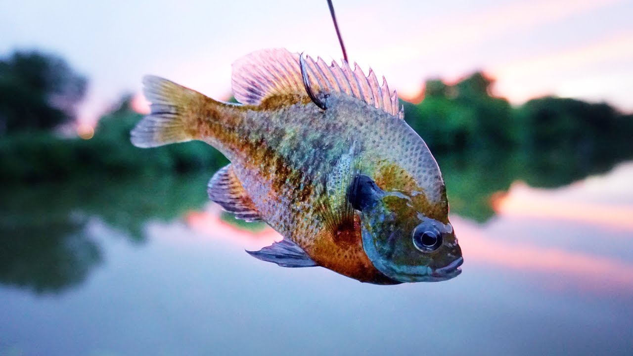 Fishing With BIG BLUEGILL For MONSTER FISH!!! (SURPRISING) - YouTube