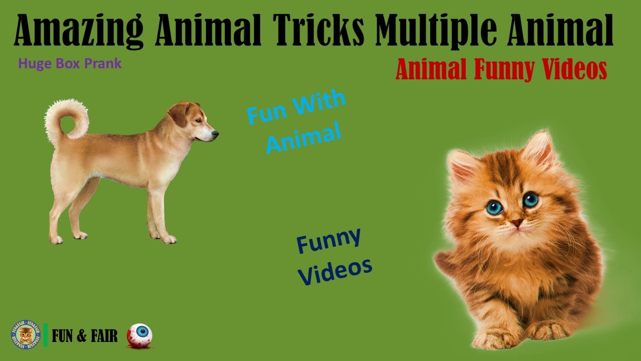 Amazing Animal Tricks Cat,Dog,Crow and Parrot | Funny Animal | Funny ...