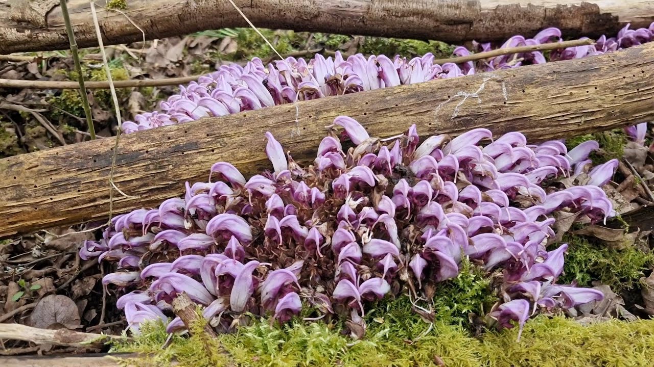 Purple toothwort (Lathraea clandestina) - YouTube