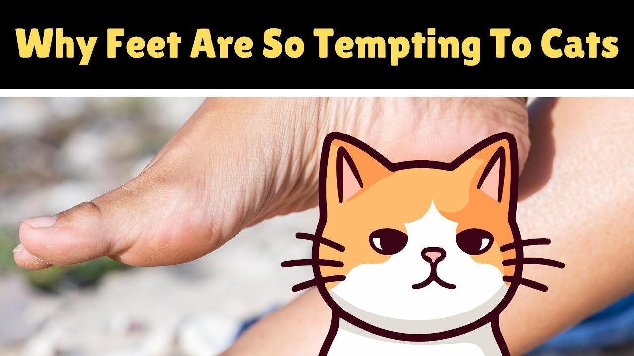Why Your Cat Finds Feet Irresistible (The HIDDEN Meaning!) - YouTube