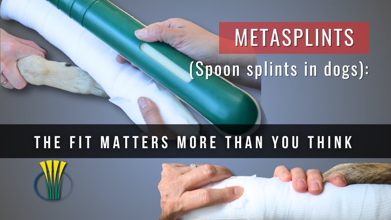 Metasplints (Spoon Splints in Dogs): The fit matters more than you ...