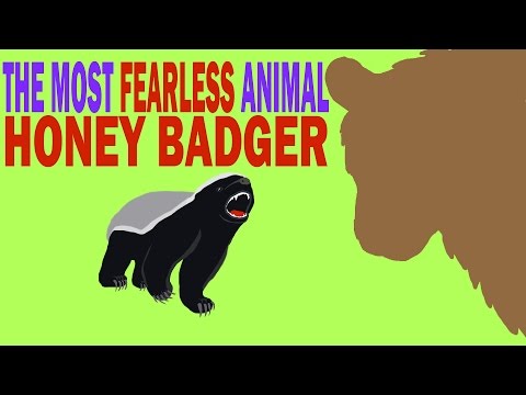 The most Fearless animal - Honey Badger