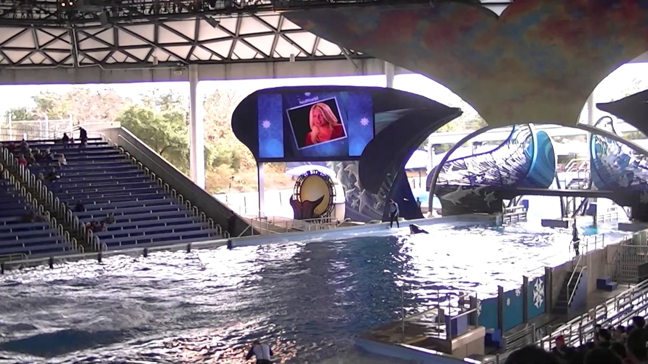 Shamu Christmas Miracles! SeaWorld San Antonio's Christmas Celebration ...