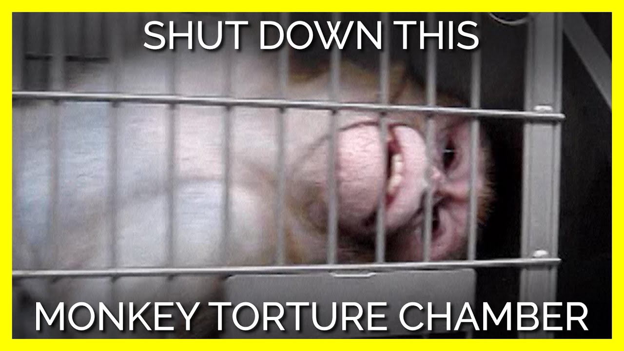 This Lab's Shameful Secret: 60 Years of Monkey Abuse - YouTube