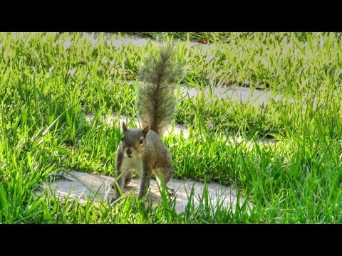Amazing Trained Squirrel - YouTube