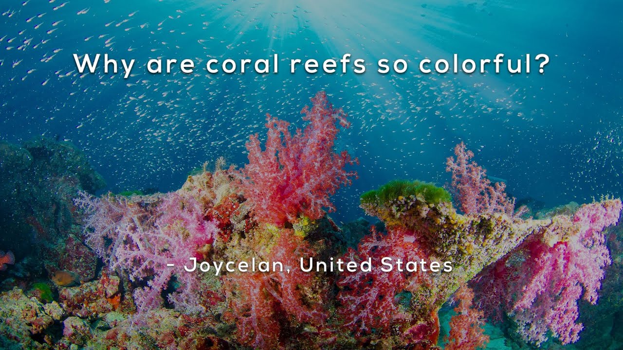 Colorful Coral Reefs
