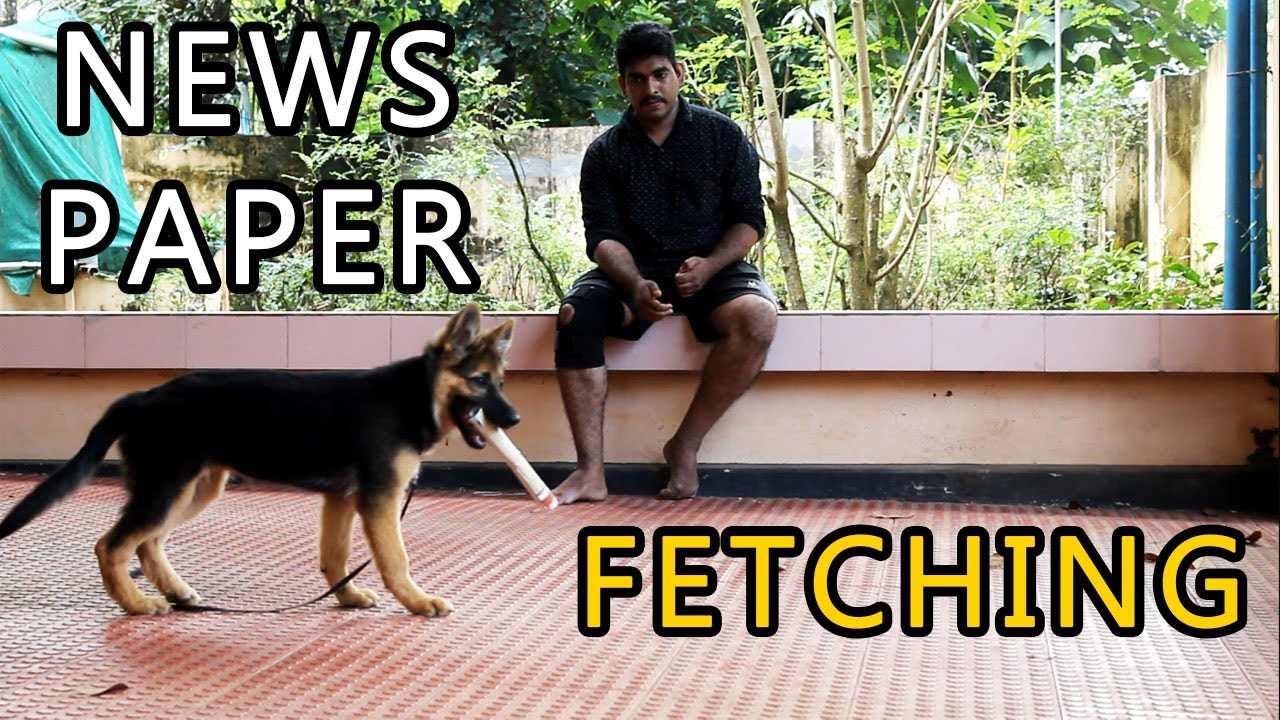 How To Train Your Dog To Fetch The Newspaper