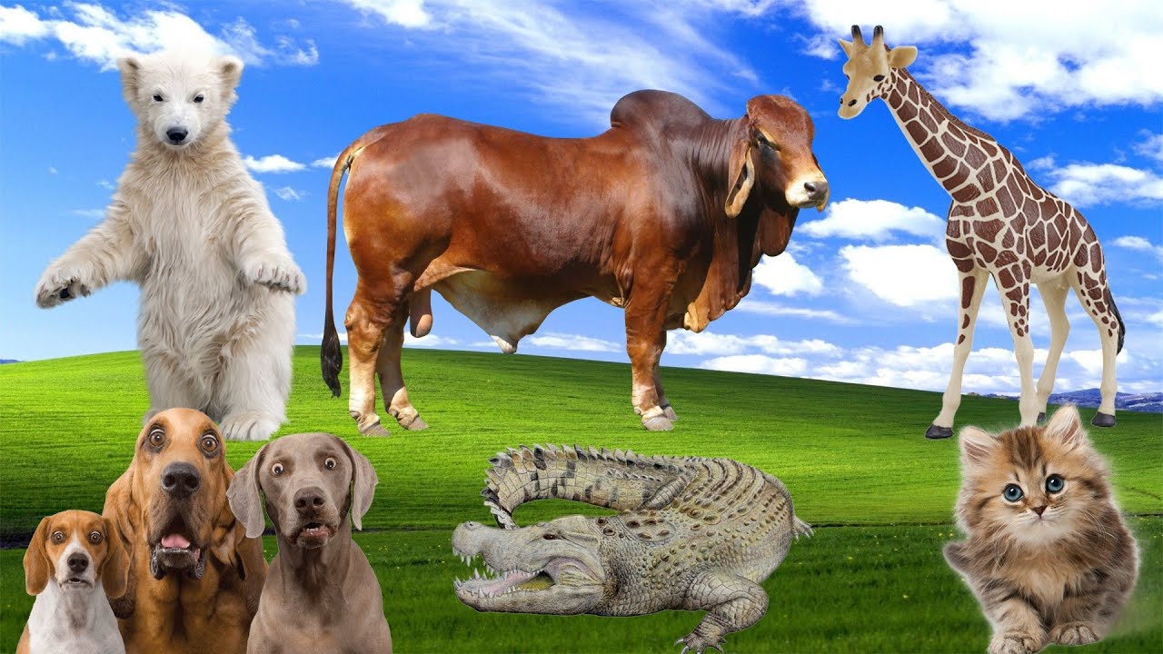 FARM ANIMALS - CLEAN, GOAT, SHEEP, HORSE, CAT, DOG, CHICKEN, DUCK ...