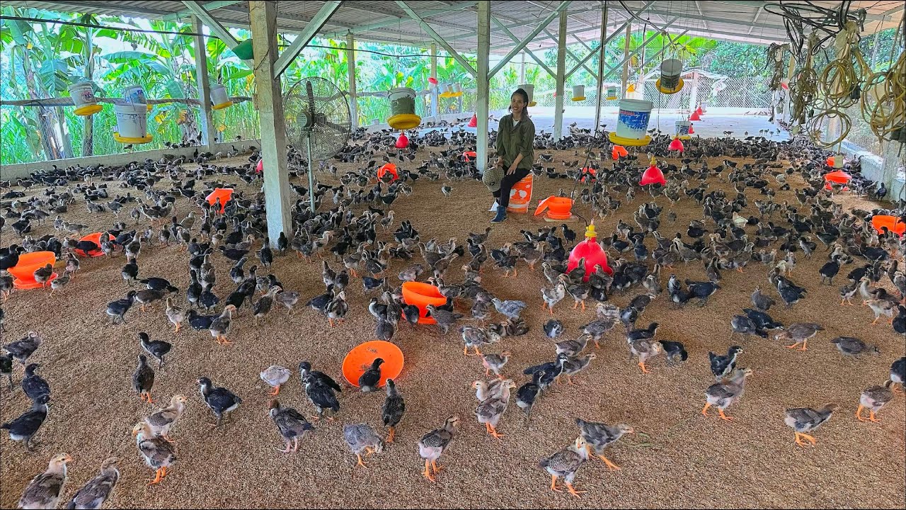 Surprised at the rapid growth of 20-day-old chicks - YouTube