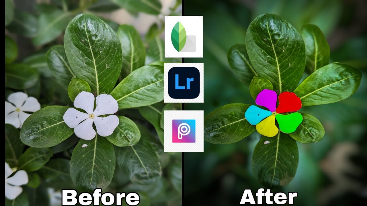Multiple Flower Colour Edit Using Snapseed,Picsart & Lightroom - YouTube
