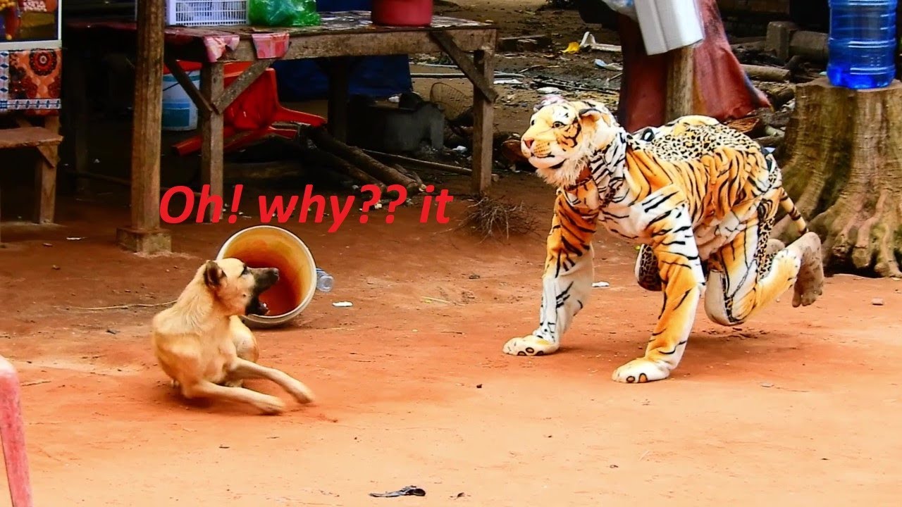 Try to not laugh challenge fake tiger prank dog very funny - YouTube