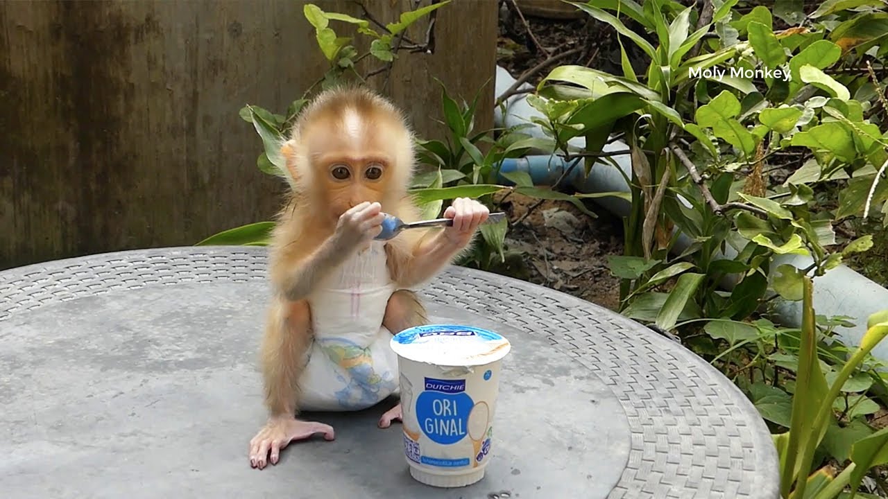 Very Adorable Super Small Moly Carry Spoon Waiting Mom Feed Yogurt ...