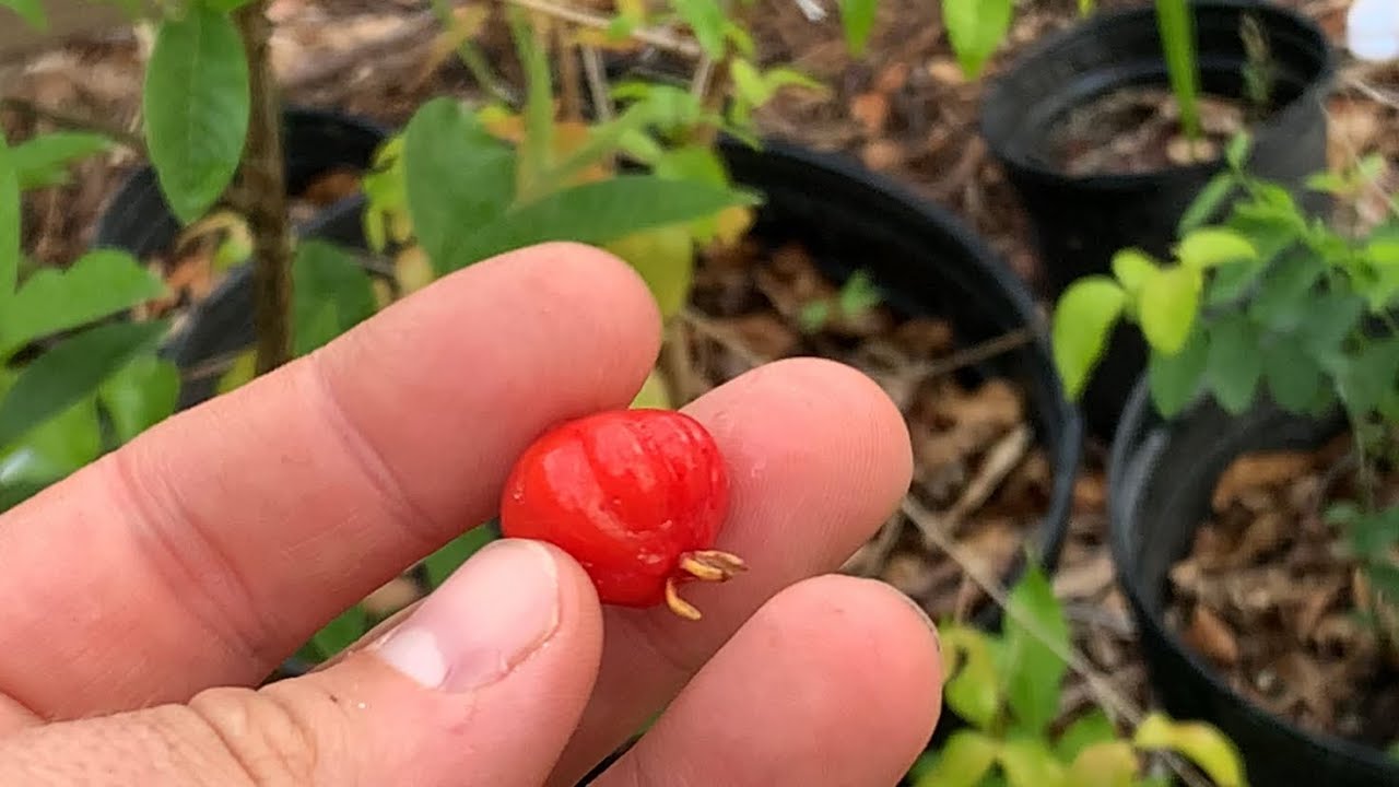 Surinam cherry from seed makes fruit in two years. It’s sweet falls in ...