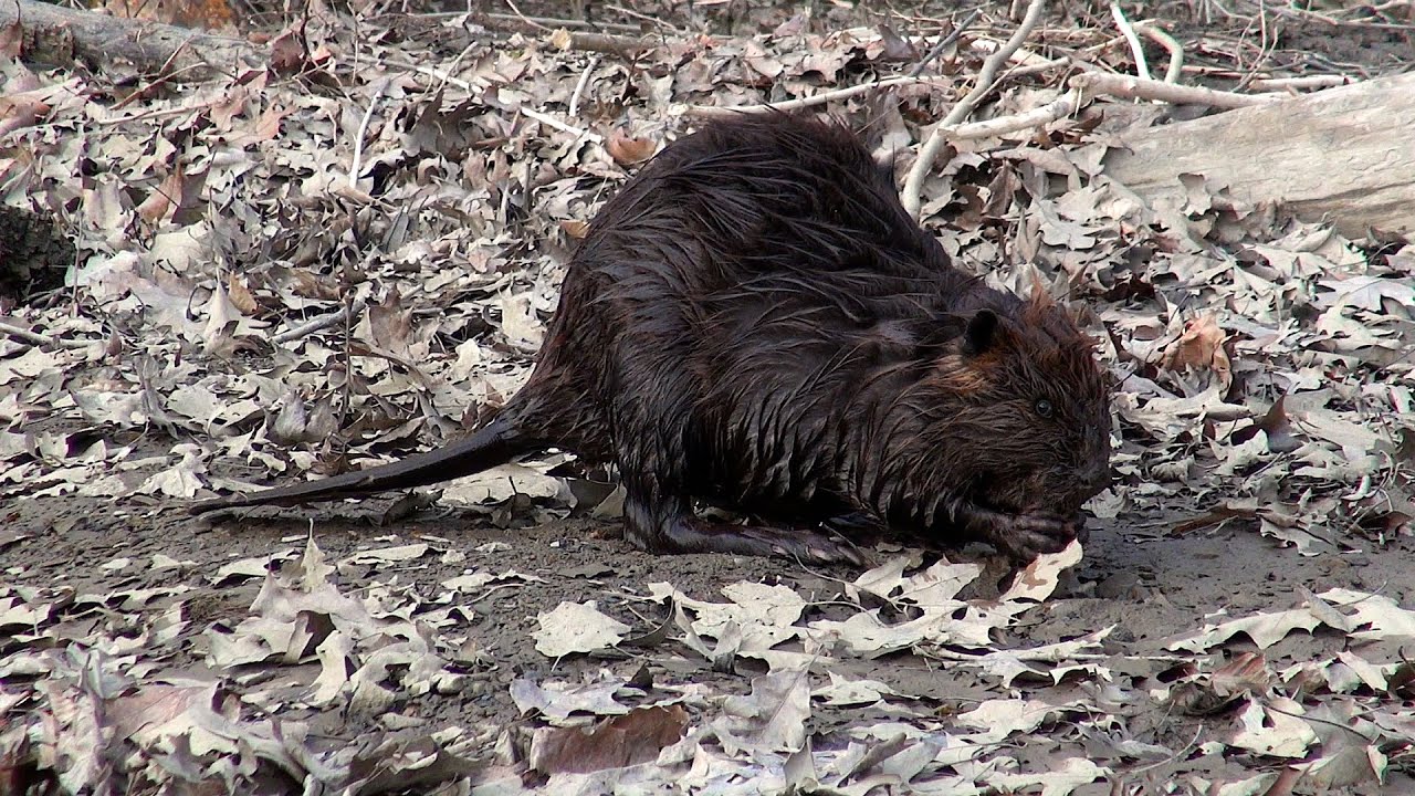 God's Beautiful Creation - Beaver at Cuyahoga Valley National Park ...