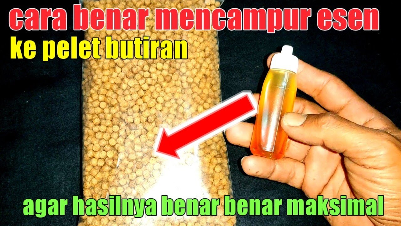 cara terbaik Paksi esen ke umpan || agar hasilnya maksimal - YouTube