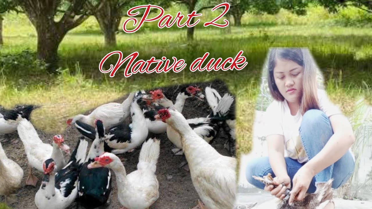 FARM LIFE: PART 2 BUTCHERED AND SLAUGHTER DUCK - GRACE COOKING-EATING ...