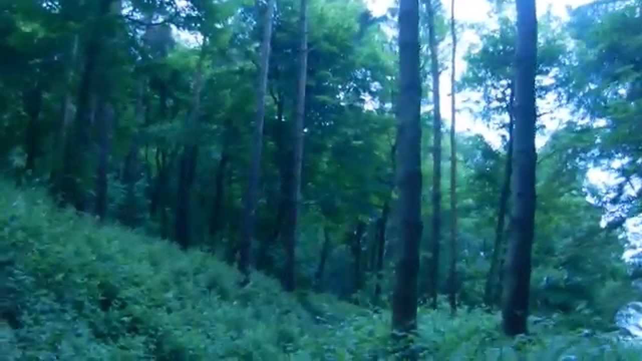 Blithfield Reservoir - Nature Walk - YouTube