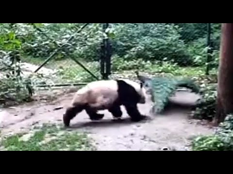 Panda fights peacock